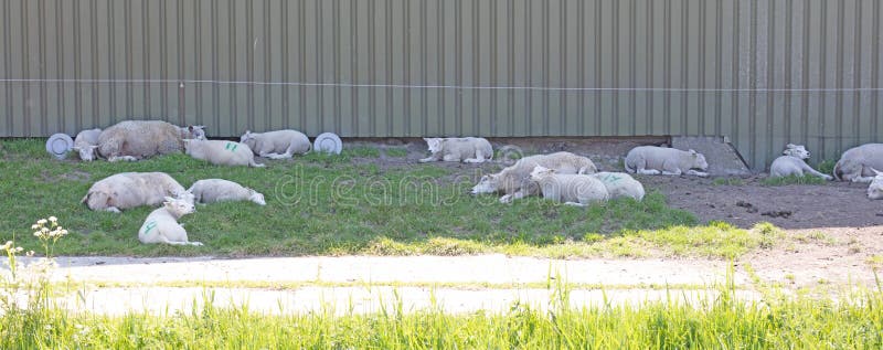 Sheep rest in the shade stock image. Image of pasture - 188951917
