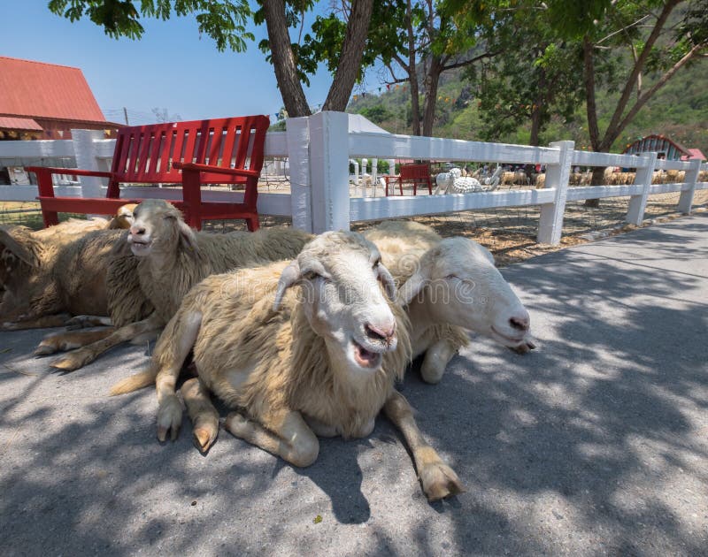 Sheep rest stock photo. Image of livestock, farm, farmland - 78791902