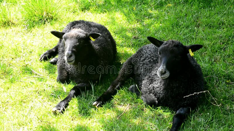 Sheep Resting in a Pen on a Farm Stock Video - Video of countryside ...