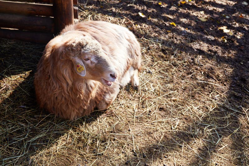A Sheep is Resting on a Farm Stock Image - Image of rural, idyllic ...
