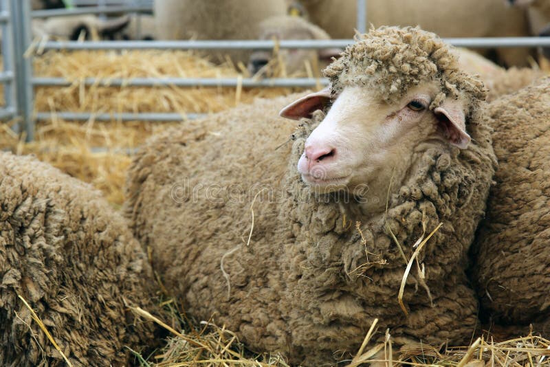 Sheep eating corn grains stock photo. Image of farm, barn - 66200484
