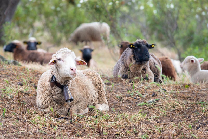 Sheep resting in the field stock image. Image of agriculture - 153284147
