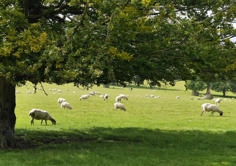 Sheep resting in field stock image. Image of green, livestock - 75540255