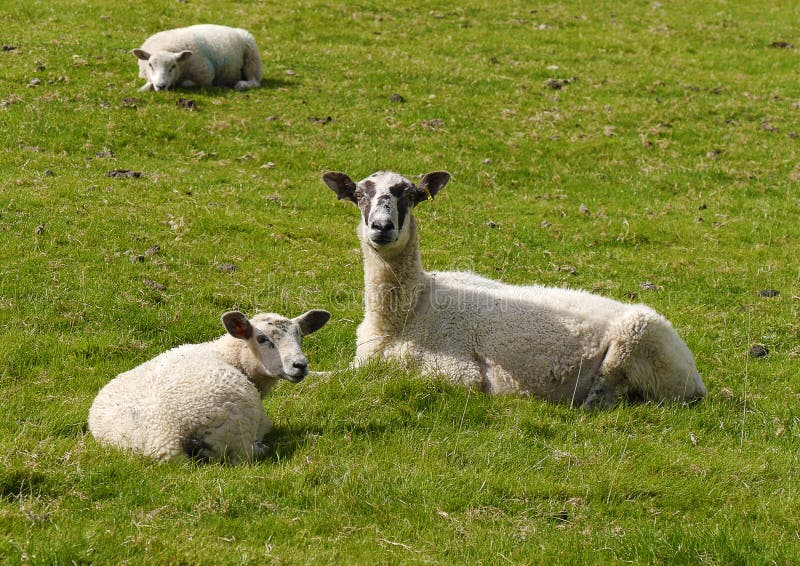 Sheep resting in the field stock image. Image of agriculture - 153284147