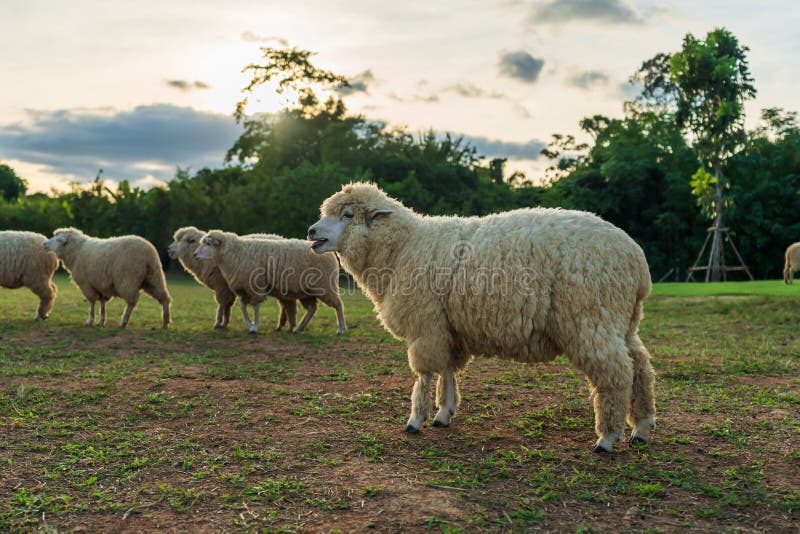 Sheep Resting in Grass Field Stock Image - Image of movement, standing ...