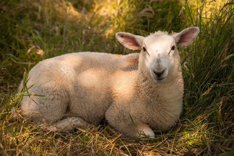 Sheep Resting on a Forest Trail Stock Image - Image of nature, field ...