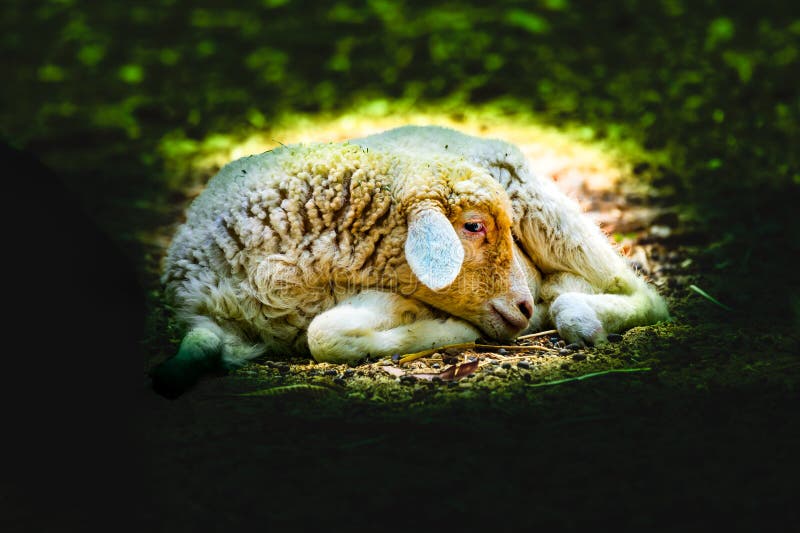 Sheep Resting on the Ground Stock Image - Image of outdoor, lamb: 314353821