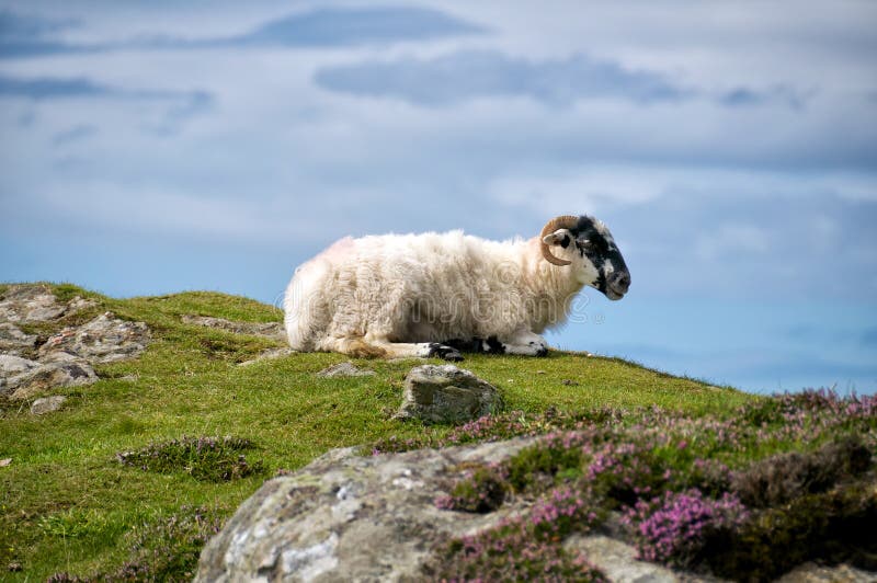 Sheep Resting on a Forest Trail Stock Image - Image of nature, field ...