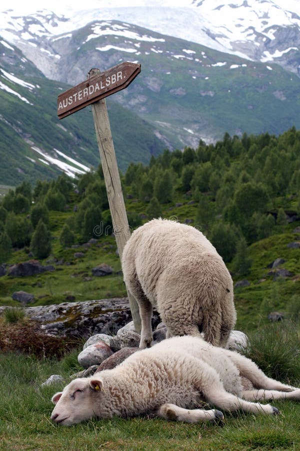 Sheep Resting on a Forest Trail Stock Image - Image of nature, field ...
