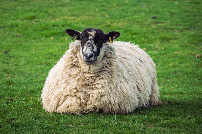 A sheep resting stock image. Image of herd, land, prairie - 286554601