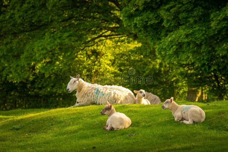 Sheep Resting in the Sunlight on Top of Dovers Hill Near Chipping ...