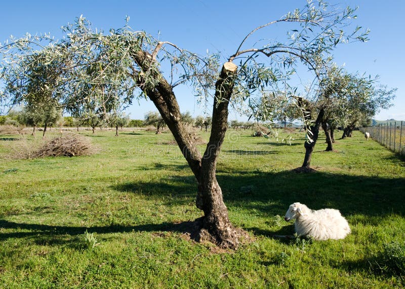 Sheep Rests Under a Olive Tree Stock Image - Image of line, diagonal ...
