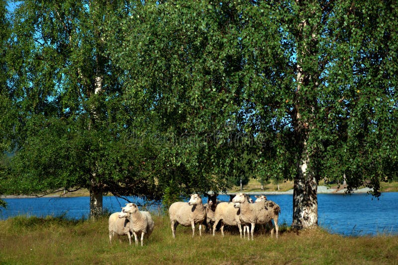 Sheep by river stock image. Image of water, tree, blue - 32577575