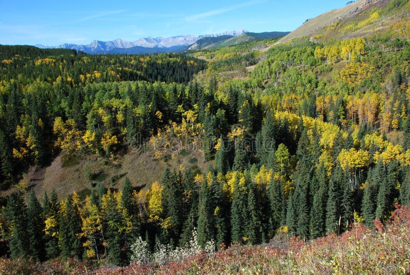 Sheep River Valley in Autumn Stock Image - Image of bull, meadow: 7227527