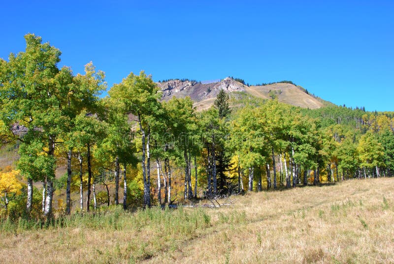 Sheep River Valley in Autumn Stock Photo - Image of nature, aspen: 7330742