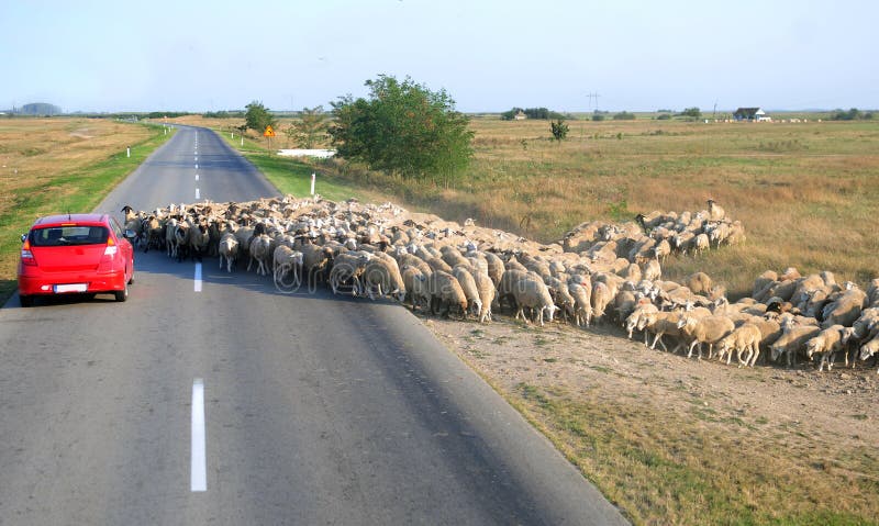 Sheep on the road stock image. Image of environment, traffic - 22176443