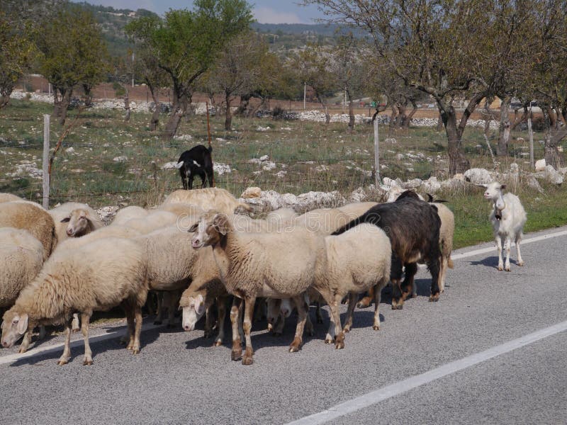Sheep on the road stock image. Image of animals, county - 27842265