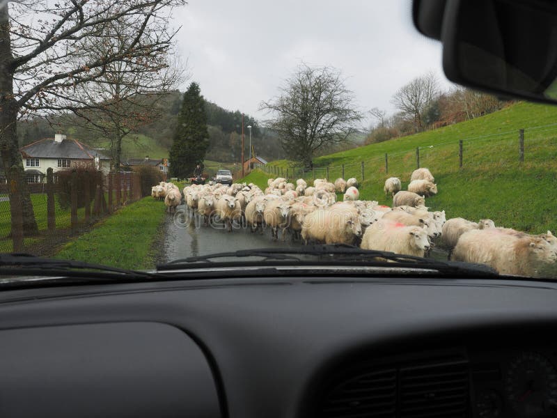Sheep in the road stock photo. Image of herding, countryside - 69059342