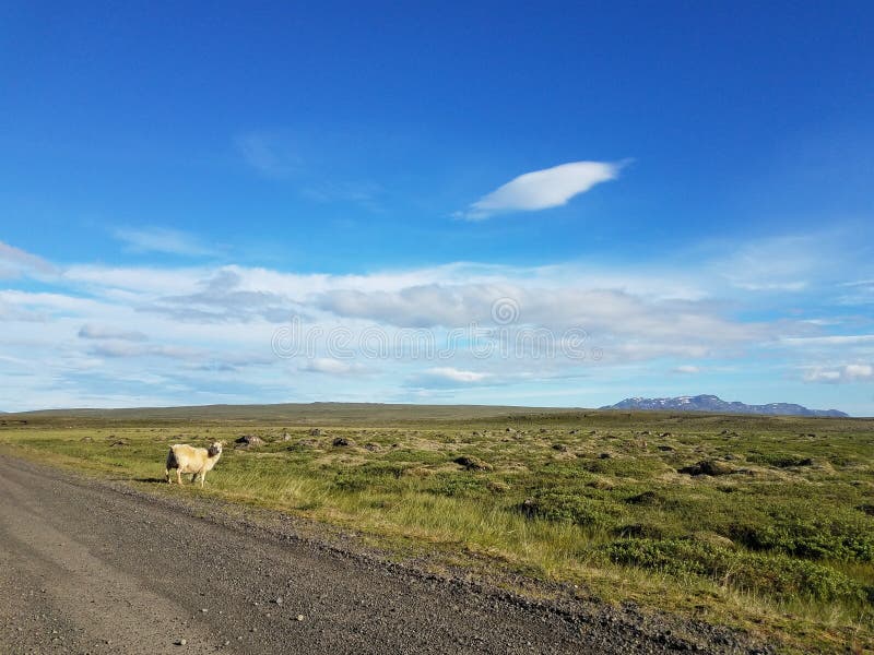 Sheep on a Road by Empty Field Stock Image - Image of outdoor ...
