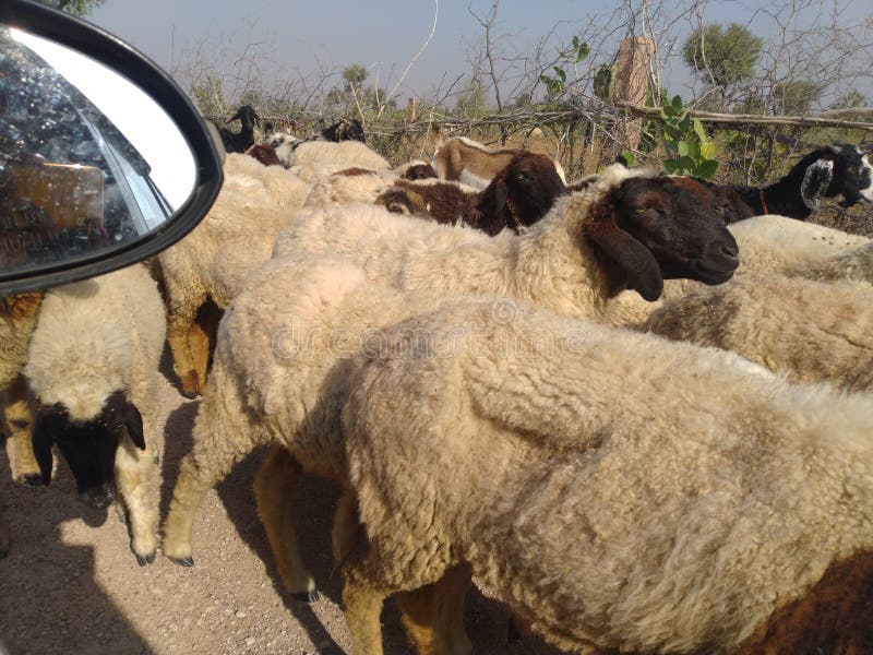 Sheep on road stock image. Image of unique, sheep, colour - 170070845