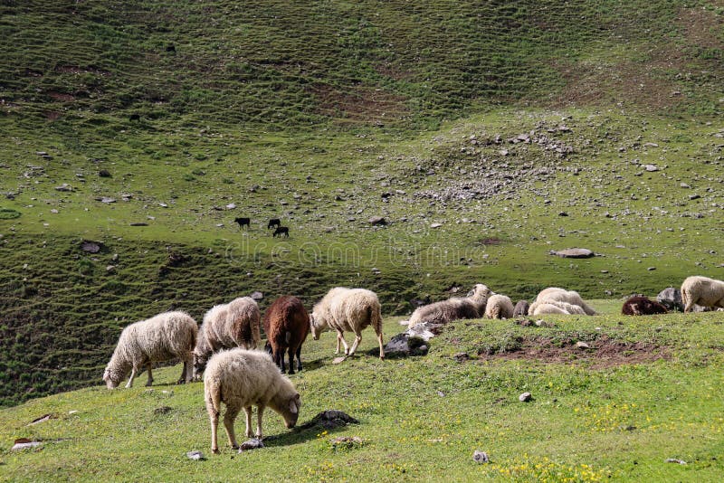 Sheep Roaming Near the Bank of the River Stock Photo - Image of ...