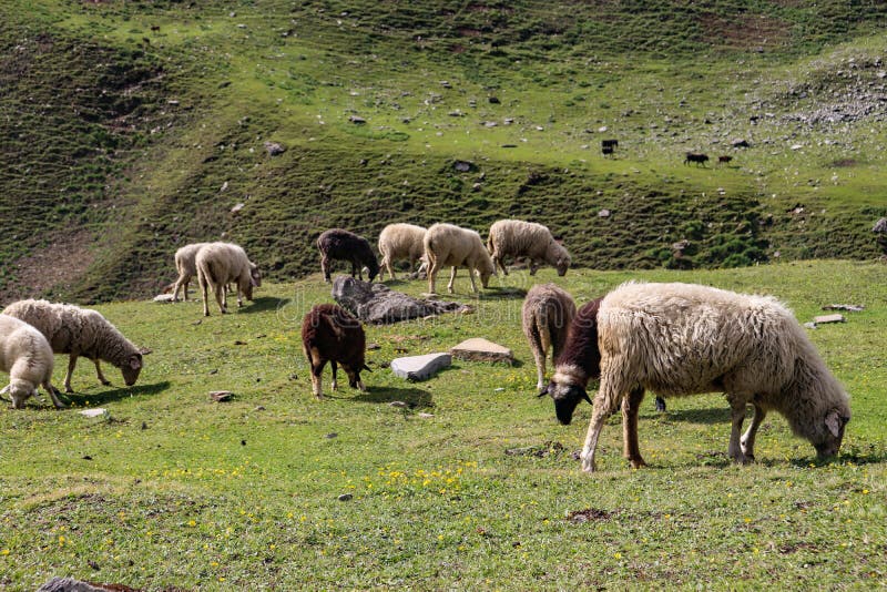 Sheep Roaming Near the Bank of the River Stock Image - Image of meadows ...