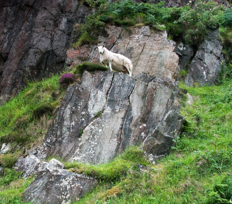 Sheep on a Rock,Caithness,Scotland,UK Stock Image - Image of green ...
