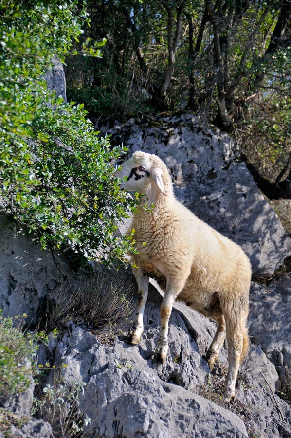 Sheep on the rocks grazing stock photo. Image of livestock - 38585556