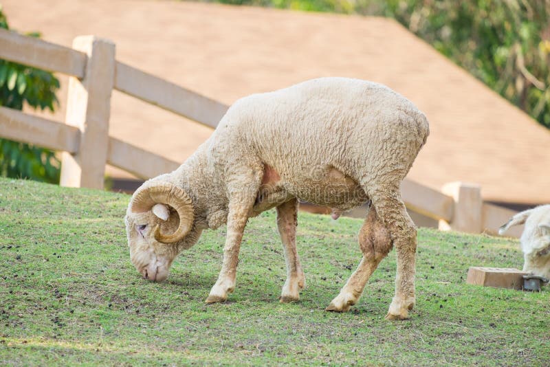 Sheep Roll Horn Graze Stock Photos - Free & Royalty-Free Stock Photos ...