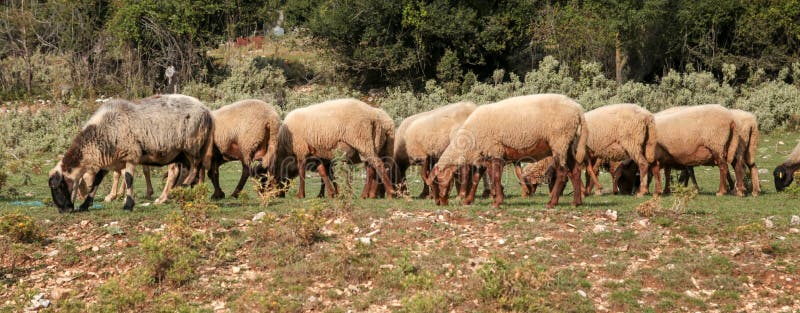 Sheep in a Row Graze on the Grass Stock Image - Image of green, animal ...