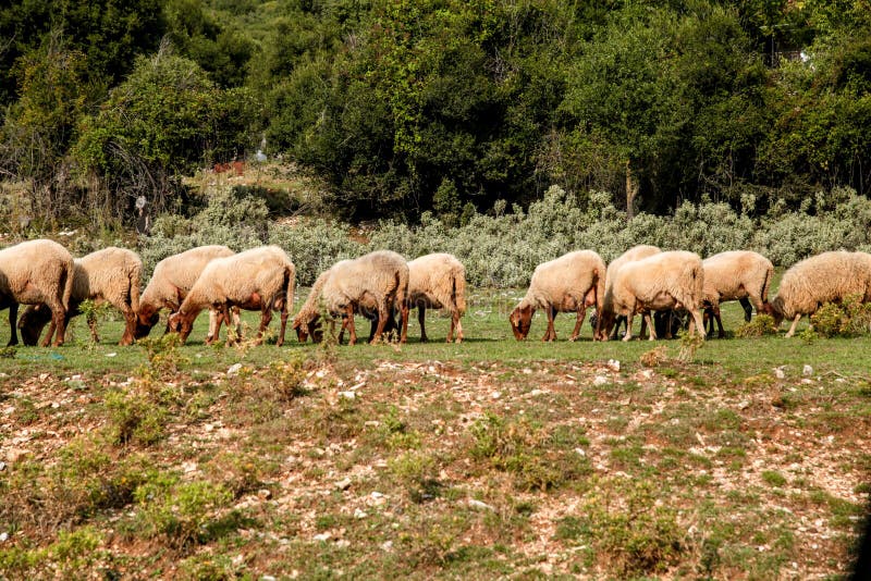 Sheep in a Row Graze on the Grass Stock Image - Image of field ...