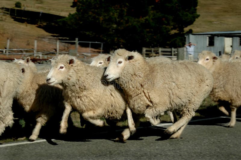Sheep on the Run stock photo. Image of lamb, zealand, woolen - 723850