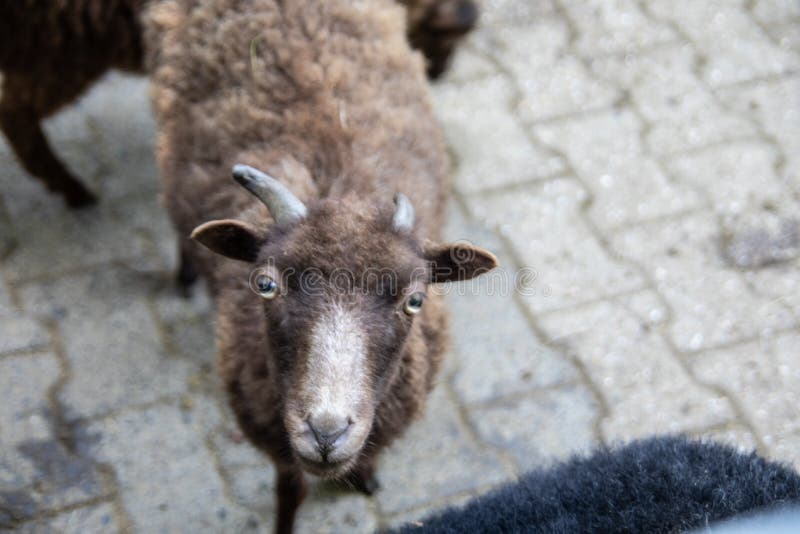 Sheep run around stock image. Image of milk, wearer - 229009155