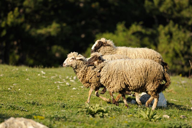 Sheep running stock image. Image of group, fleece, animal - 14373207