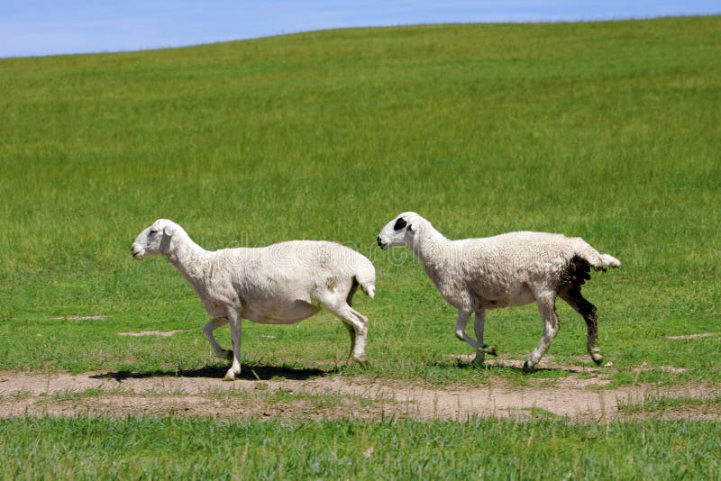 Sheep running stock photo. Image of eastern, countryside - 15650214