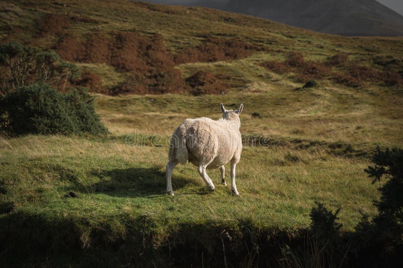 Sheep Running Away from the Shot Stock Image - Image of field, serene ...