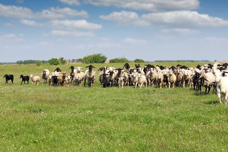 Sheep dog running. stock image. Image of nature, pets, collies - 335665 Sheep dog running. stock image. Image of nature, pets, collies - 335665