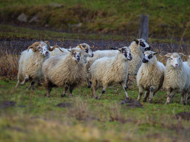Sheep are Running on Meadow Stock Photo - Image of baby, farm: 205831276
