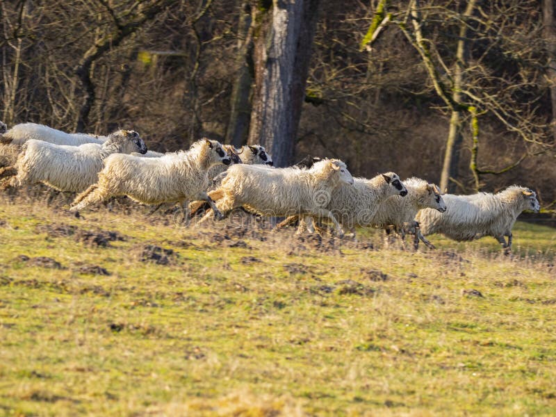 Sheep are Running on Meadow Stock Photo - Image of home, baby: 205831318