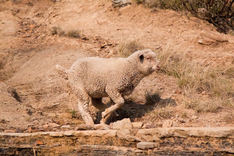 Sheep Running Over Rocky Area Stock Image - Image of movement, nature ...