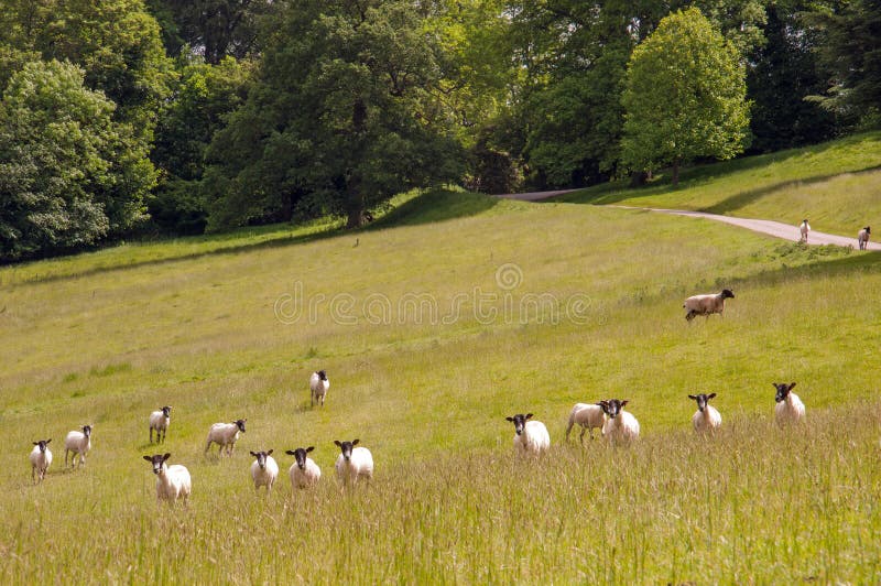 Sheep Running and Playing in the English Countryside. Stock Photo ...