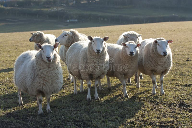 Sheep in rural countryside stock image. Image of nature - 23076017