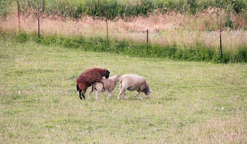 Sheep Rutting Season stock image. Image of mounted, exterior - 55577917