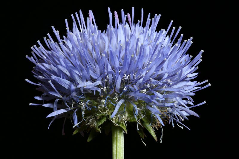 Sheep`s-Bit Jasione Montana. Inflorescence Closeup Stock Image - Image ...
