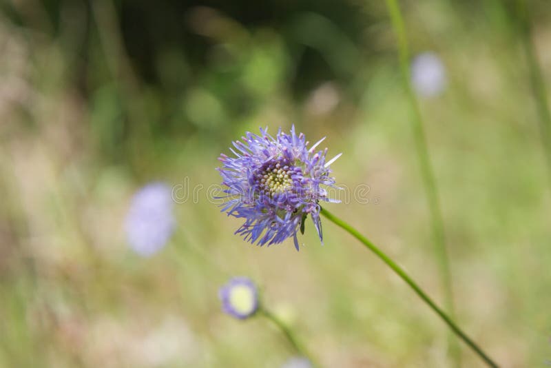 Sheep`s bit scabious stock photo. Image of scabious, blossom - 94615648