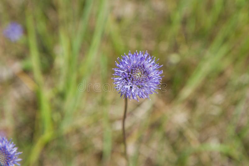 Sheep`s bit scabious stock photo. Image of bloom, bonnets - 94617284