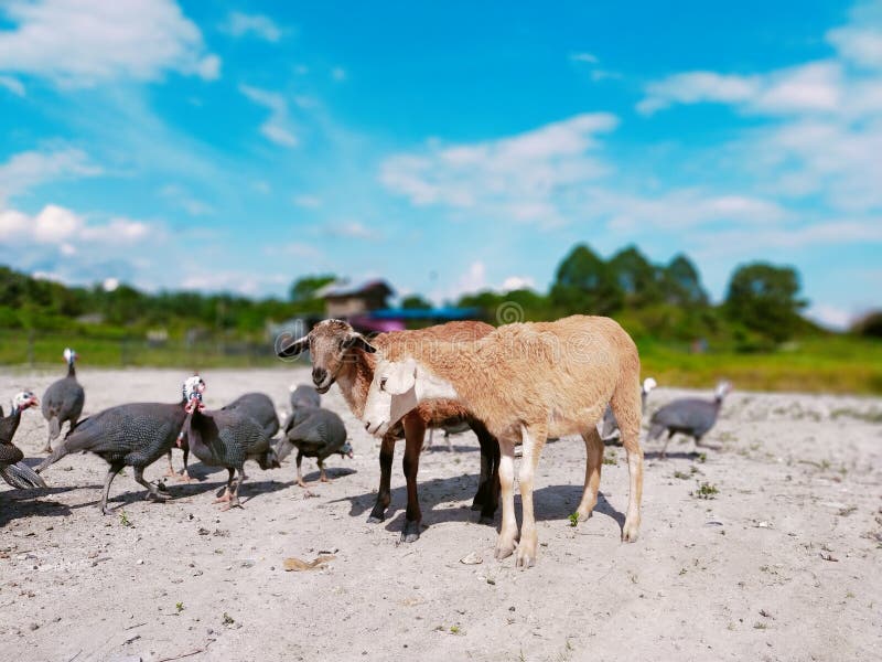 Sheep s and friend stock photo. Image of grassland, farm - 213940248