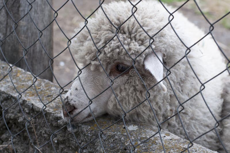 Sheep stock photo. Image of cattle, passover, easter - 55988538