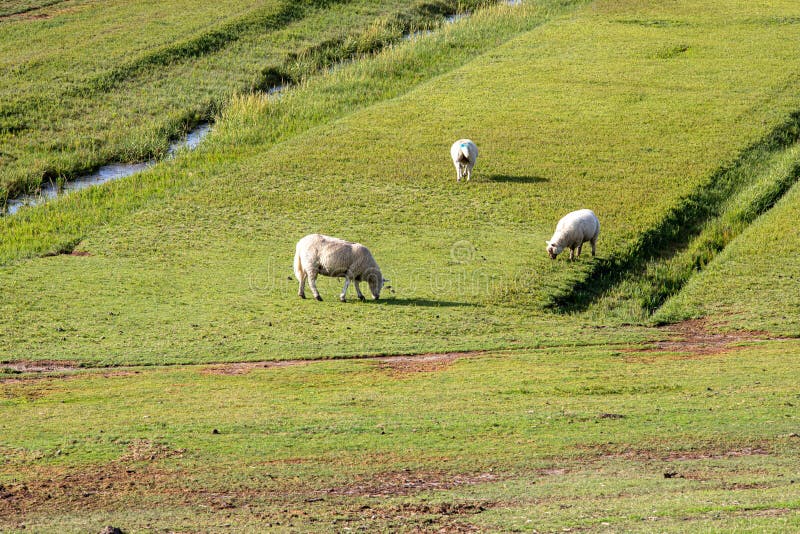 Sheep on a Salt Marsh in Front of Uelvesbuell Stock Photo - Image of ...