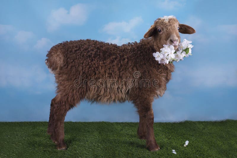 Sheep Sat Down on a Meadow on a Summer Day Stock Image - Image of ...